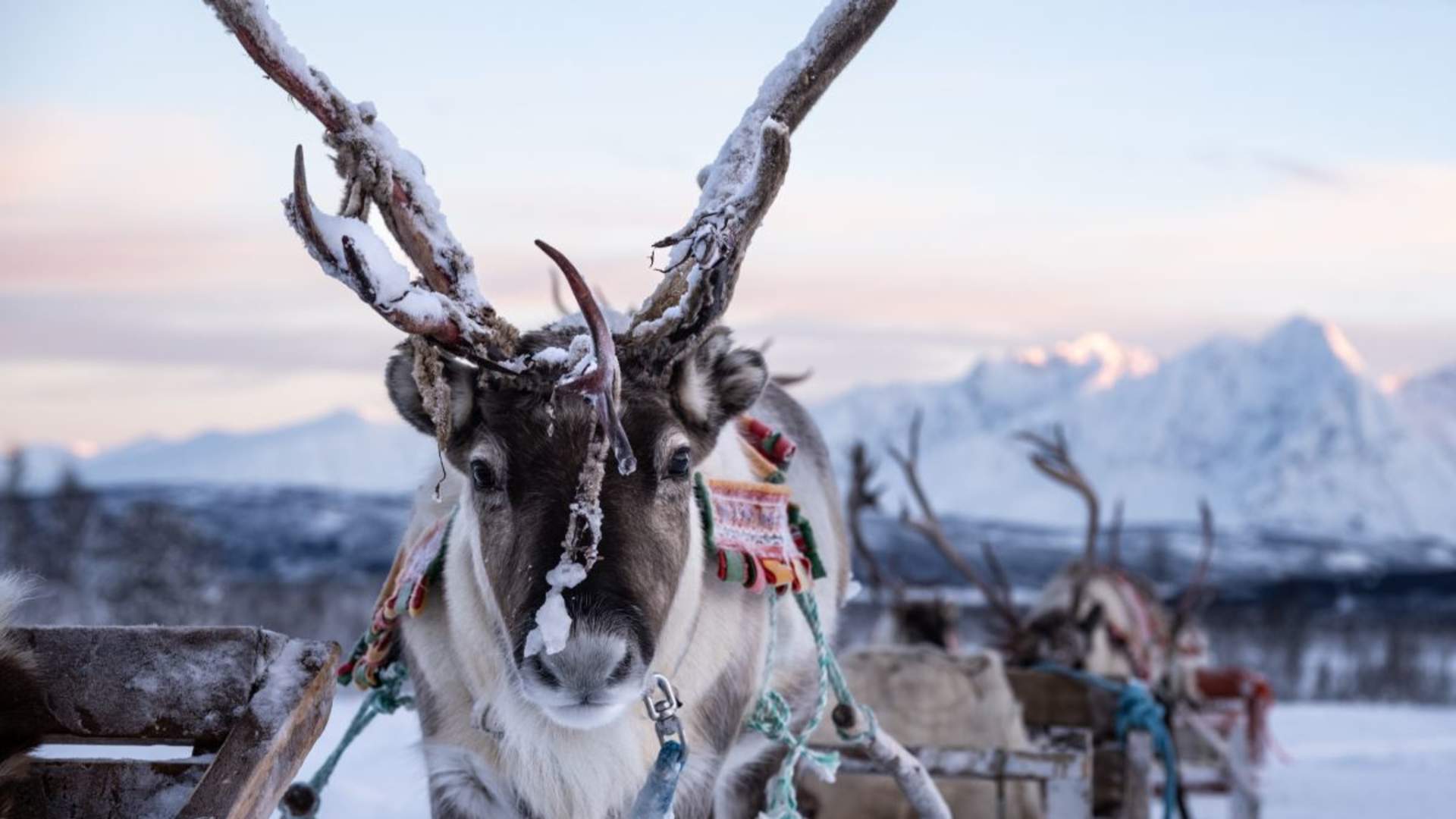 Reindeer Sledding, Reindeer Feeding and Sami Culture | Sami Culture ...