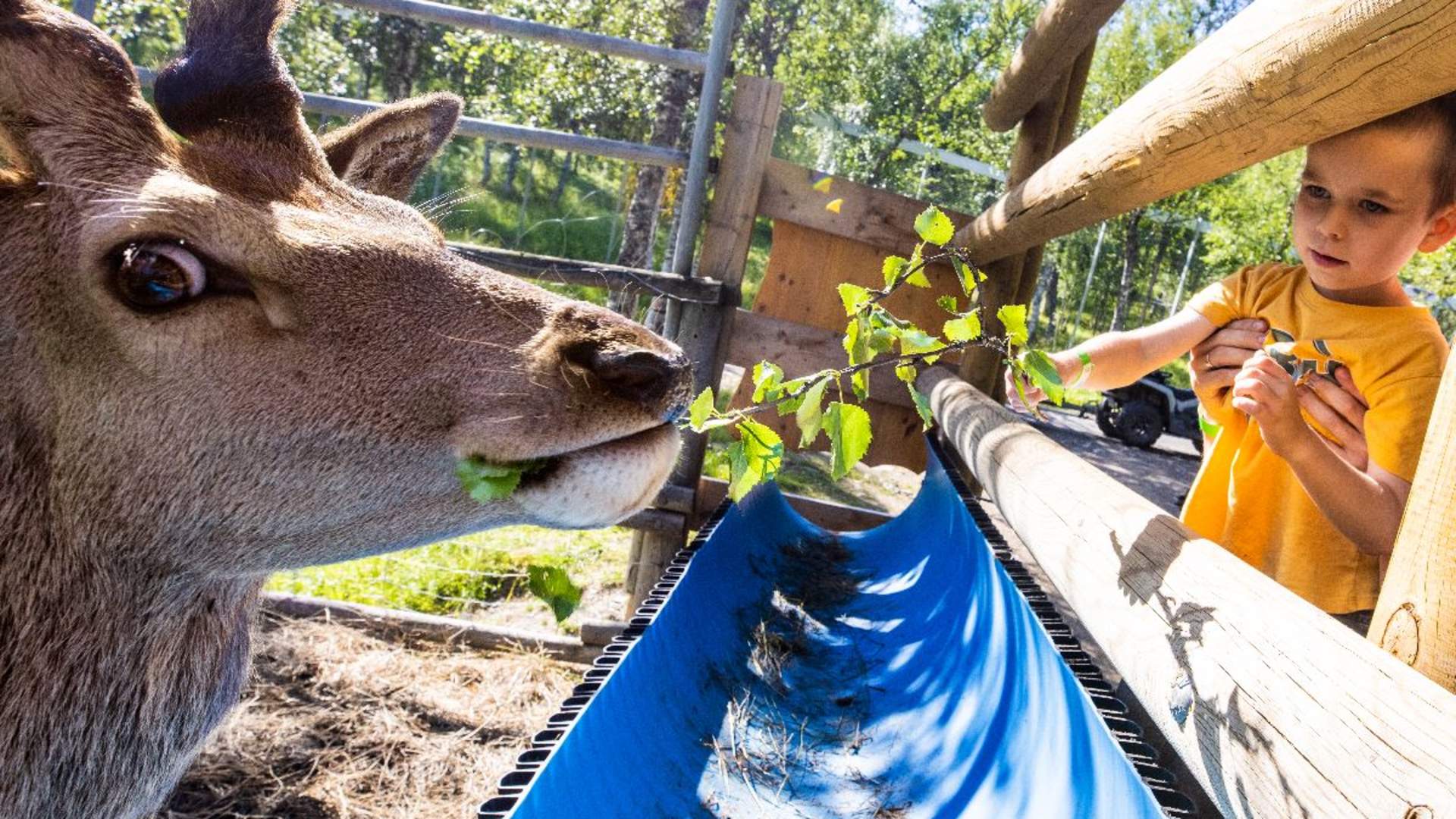 Polar Park | Family Activities | Bardu | Norway