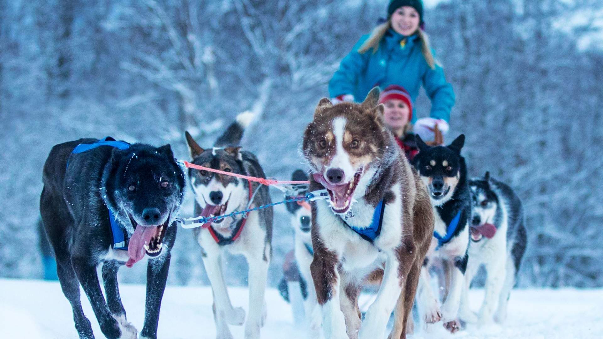 Dog-sledding with Northern Lights Ceremony