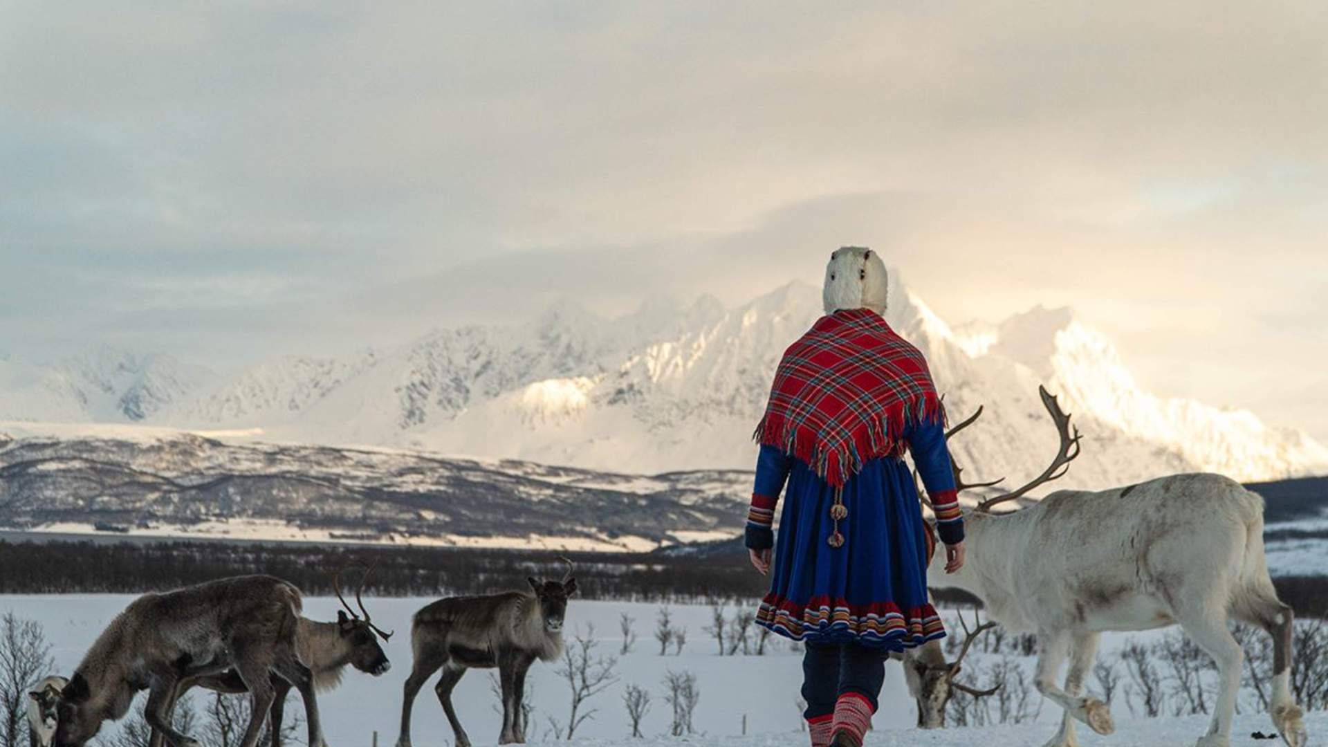 Samisk opplevelse med reinsdyrmating