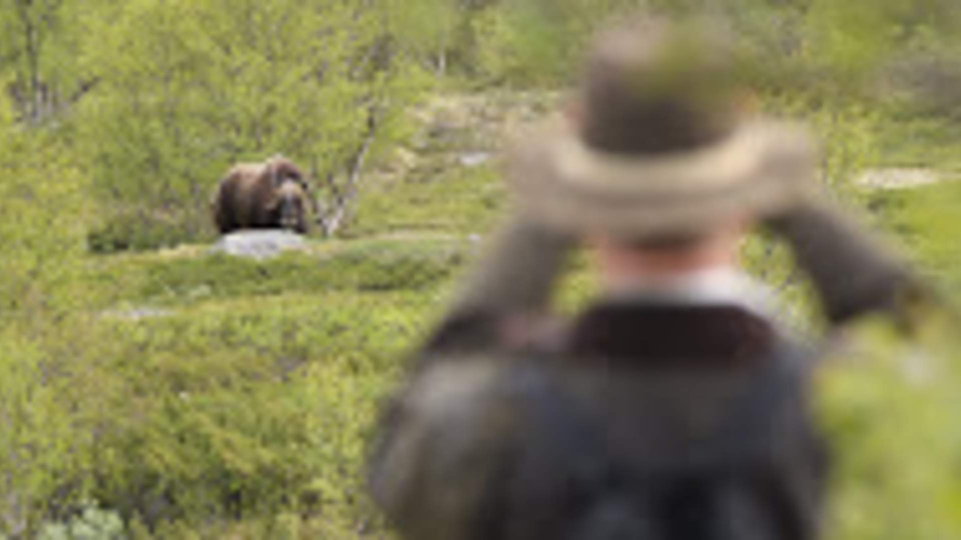 Musk Ox Safari | Wildlife & Safaris | Oppdal | Norway