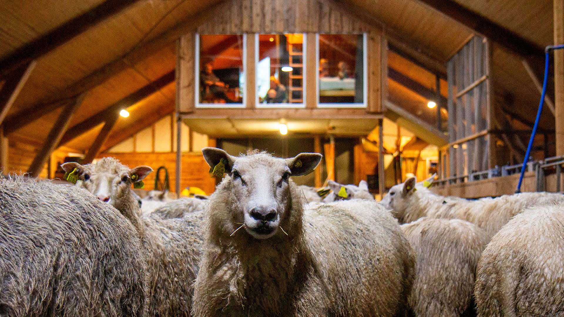sheep barn