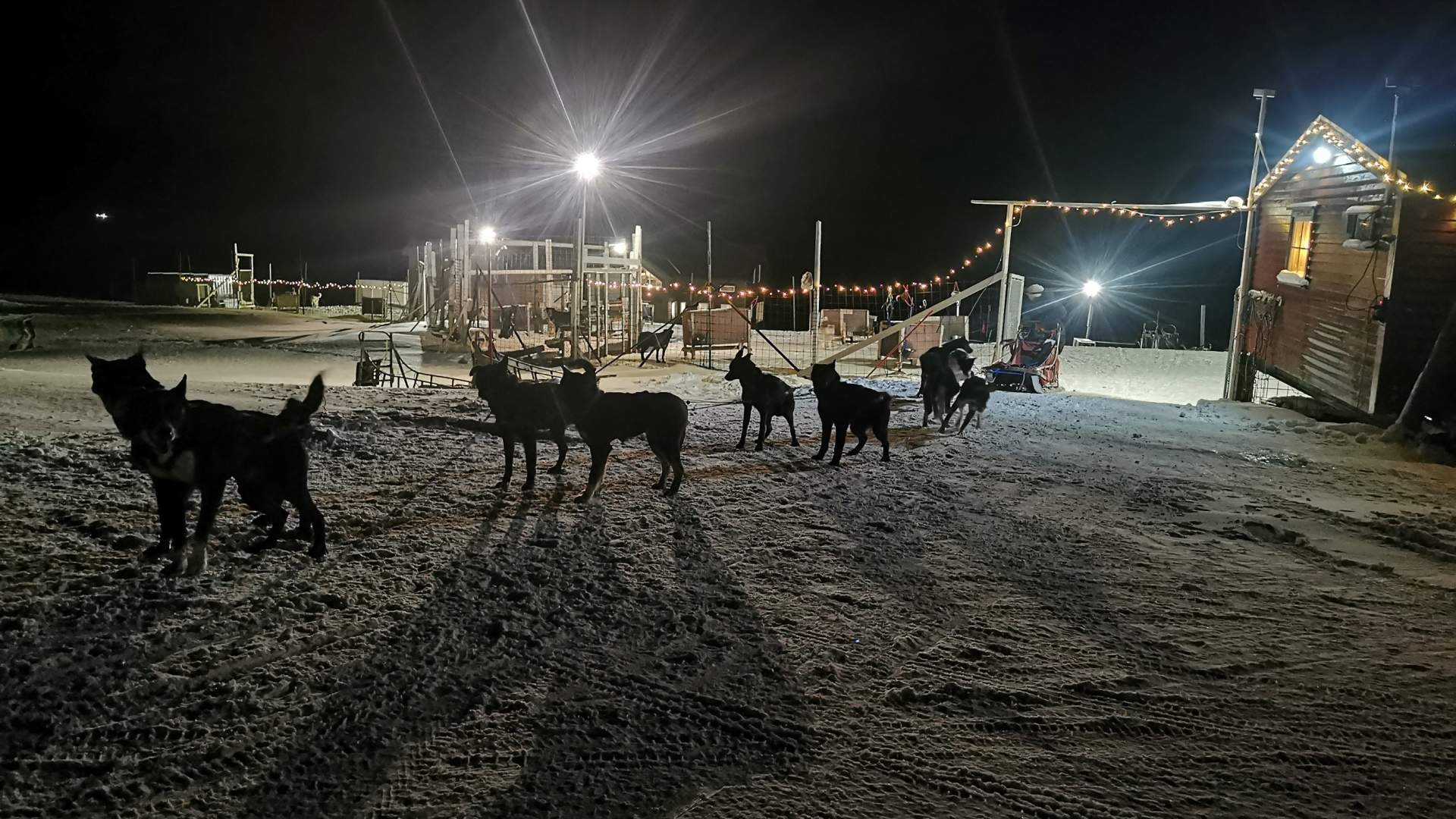 winter night pulling