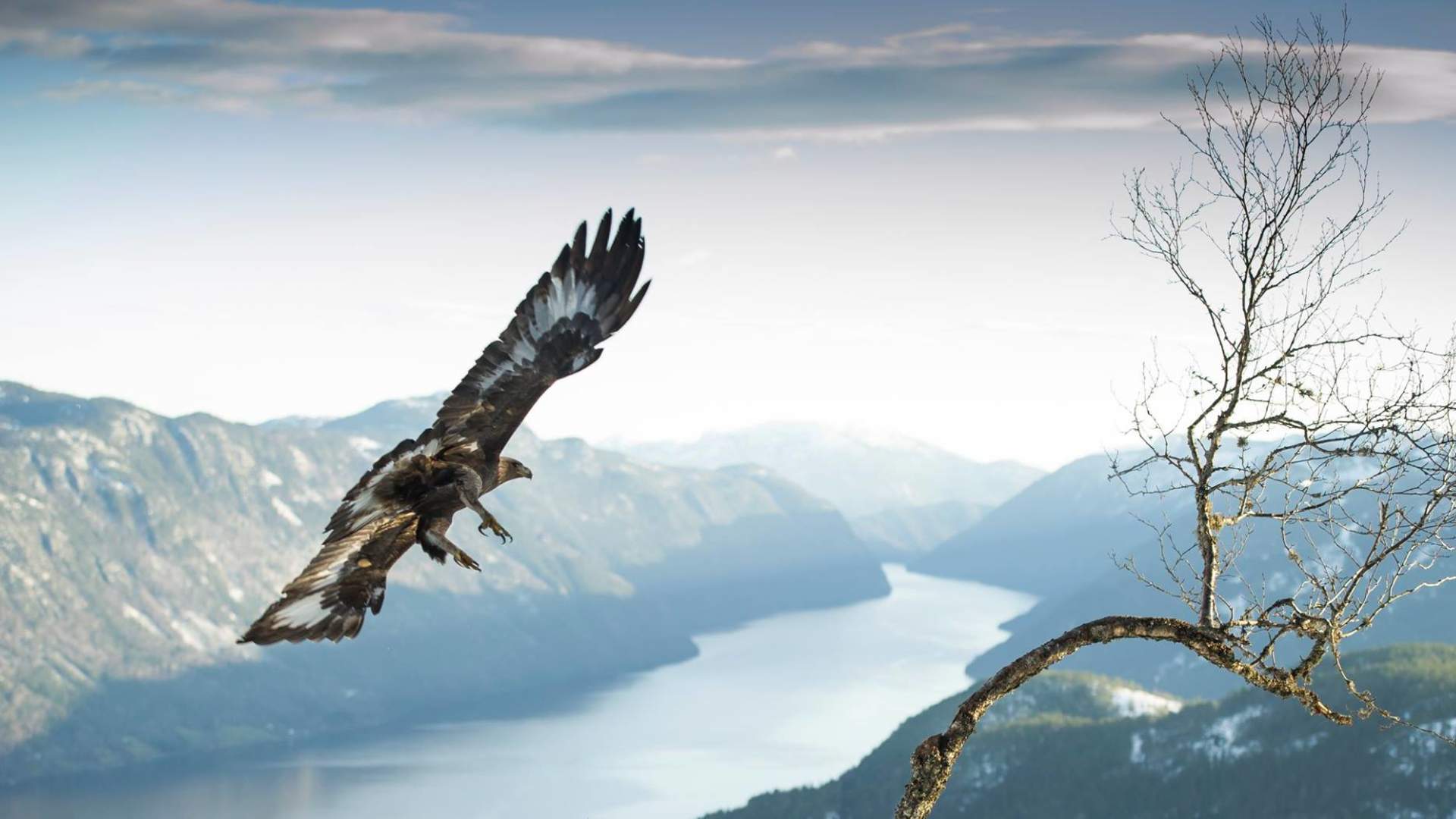 golden eagle attack norway
