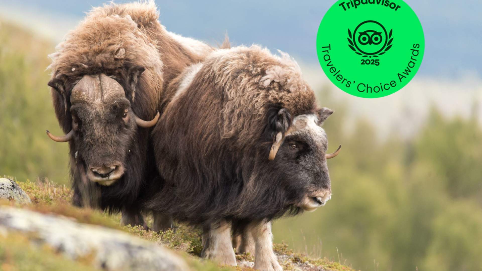 musk ox photography tours