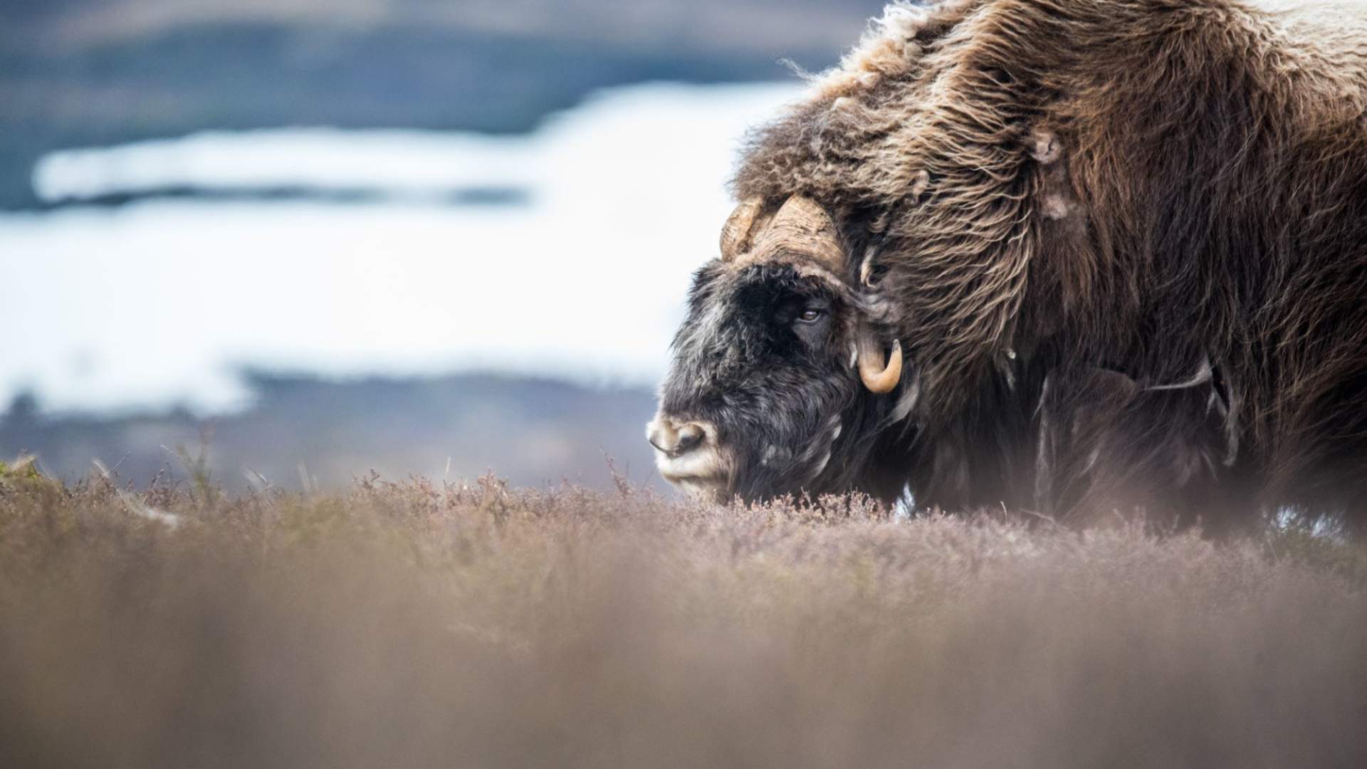 Musk Ox Safari Personal Tour | Wildlife & Safaris | Oppdal | Norway