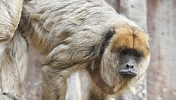 Animals & Zoos in New York | Aquarium of Niagara & More