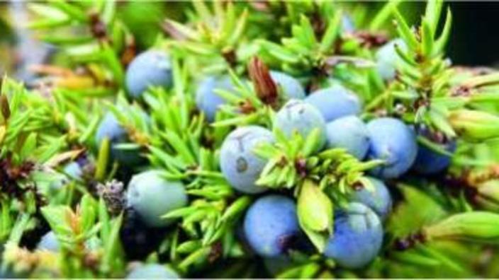 Tamt & Vilt | Local Food | Hemsedal | Norway