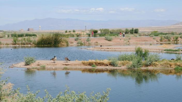Henderson Bird Viewing Preserve | Henderson, NV