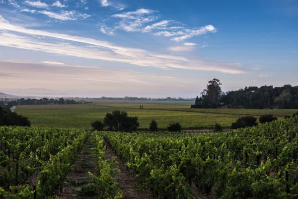 Napa weather - foundationwest