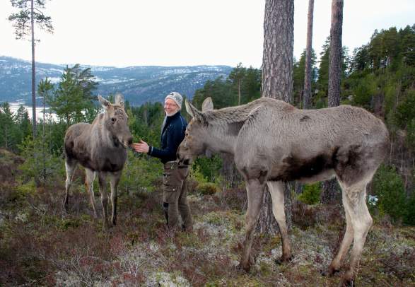 8 leuke elandavonturen in Noorwegen | De grootste eland ter wereld ...