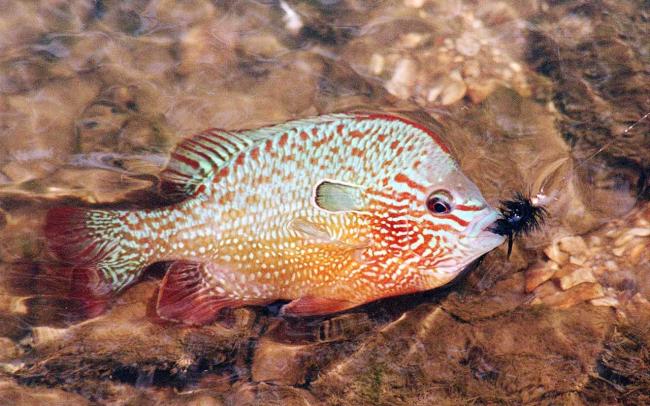 Orange Spotted Sunfish Spawn Temperature