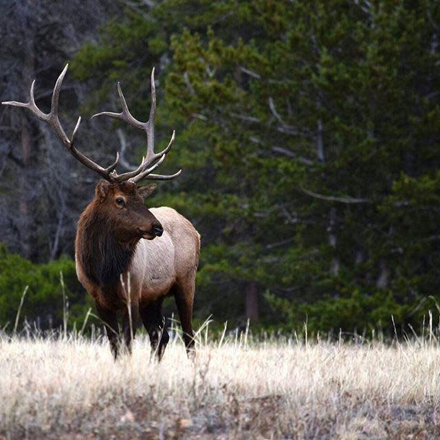 8 Fascinating Facts About Elk