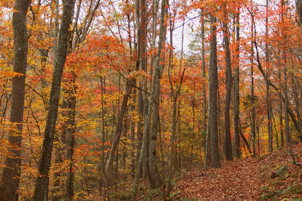 North Alabama Fall Color Trail | Visit North Alabama