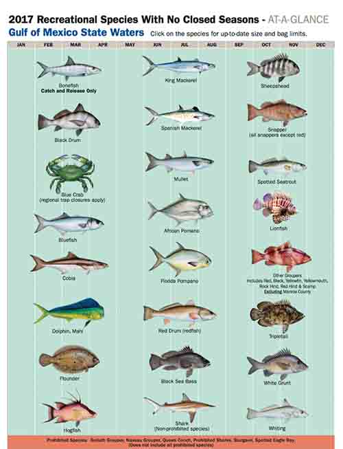 Fish In Season Panama City Beach at Imogen Holman blog