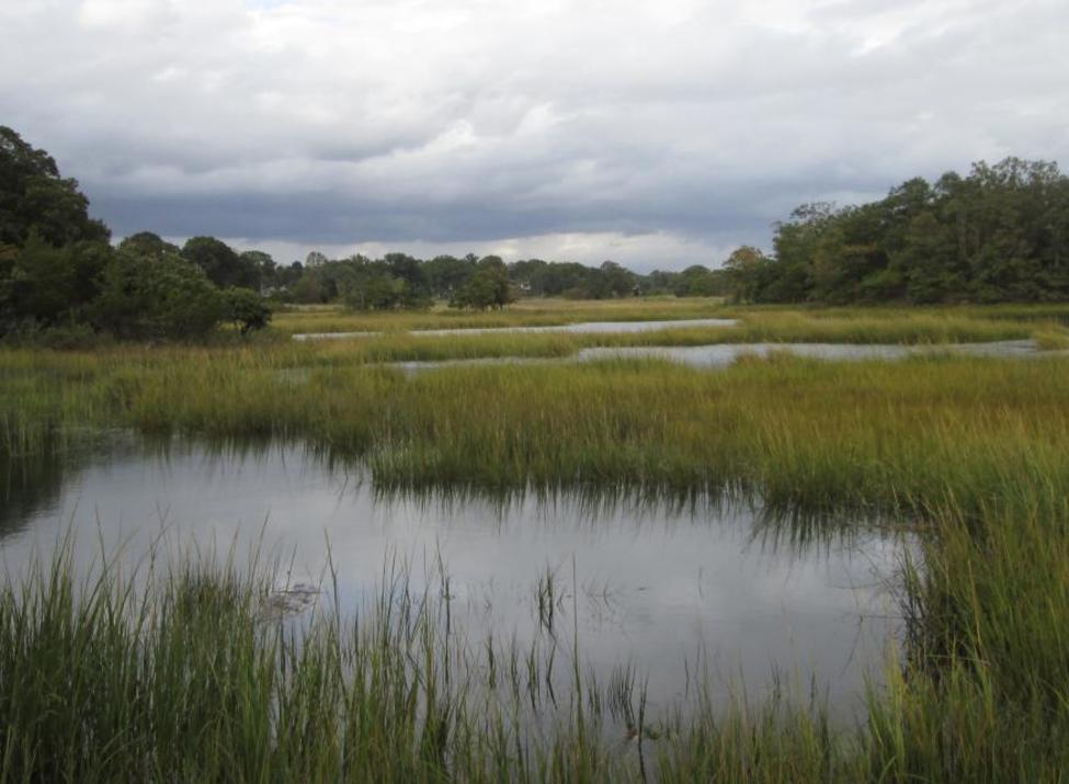 Marshlands Conservancy