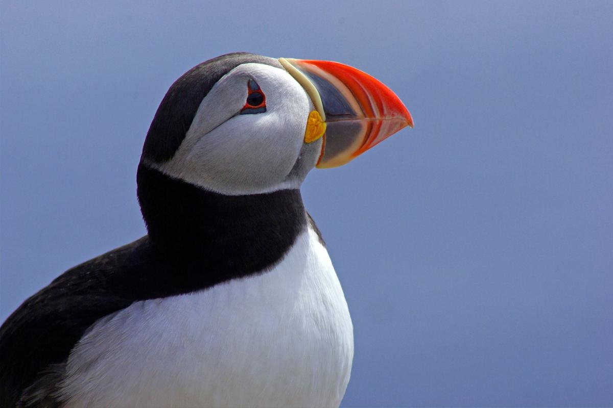 Lovund And The Puffin Cultural Heritage Lovund Norway Lovund And The Puffin Cultural Heritage Lovund Norway