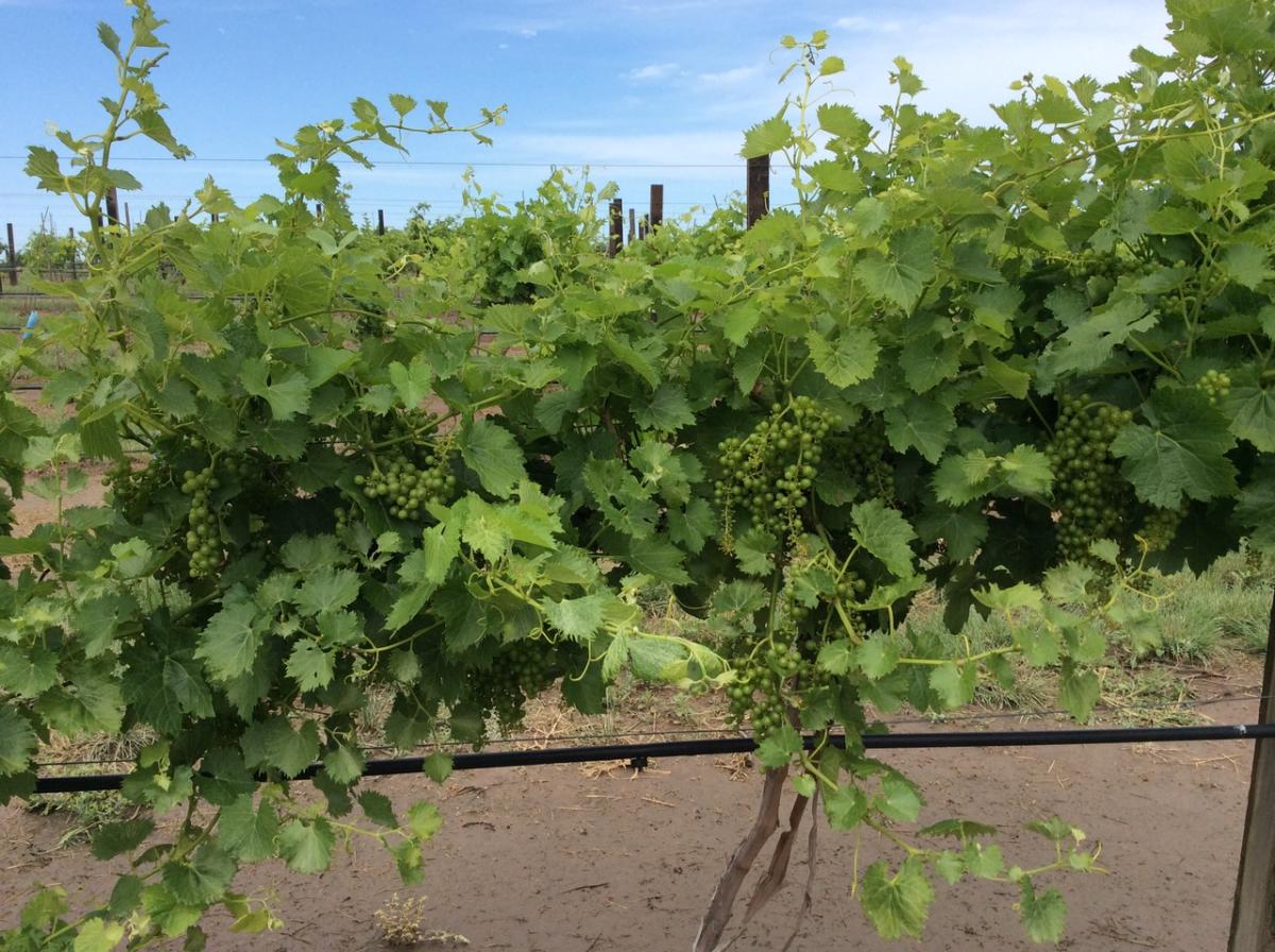 Shiloh Vineyard & Winery | WaKeeney, KS 67672