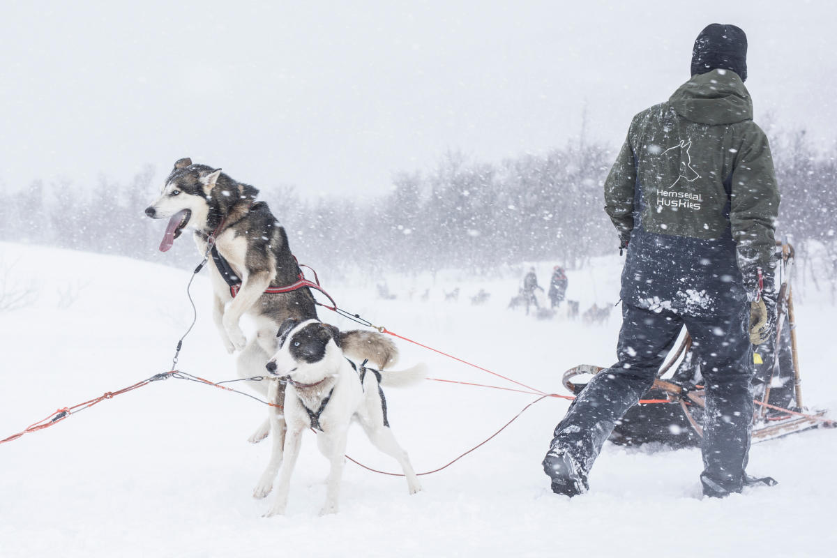 Hemsedal Huskies | Dog Sledding | Hemsedal | Norway