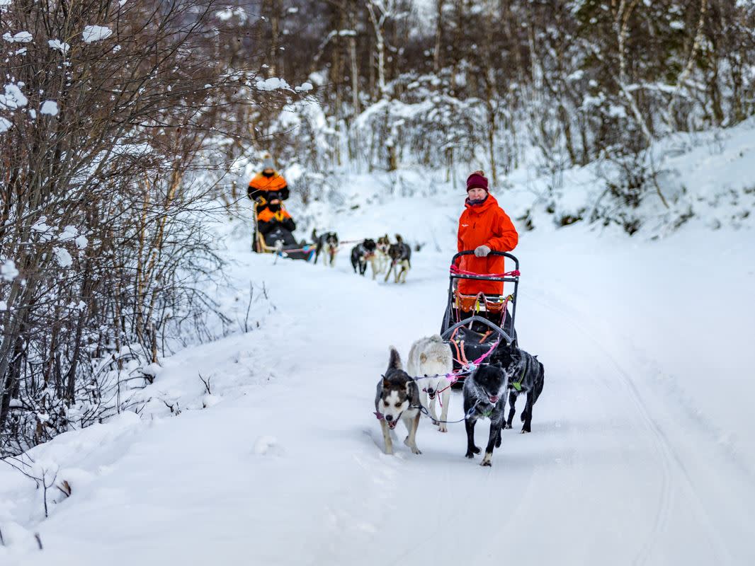 Dog Sledding Adventure Midday - Including Transport | Riding & Sledging | Tromsø | Norway