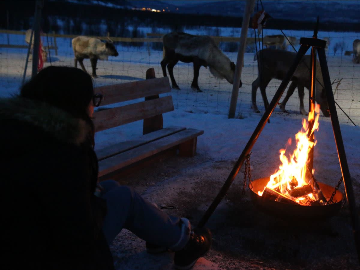 Reinsdyrmating og samisk opplevelse med nordlys | Sami Culture ...