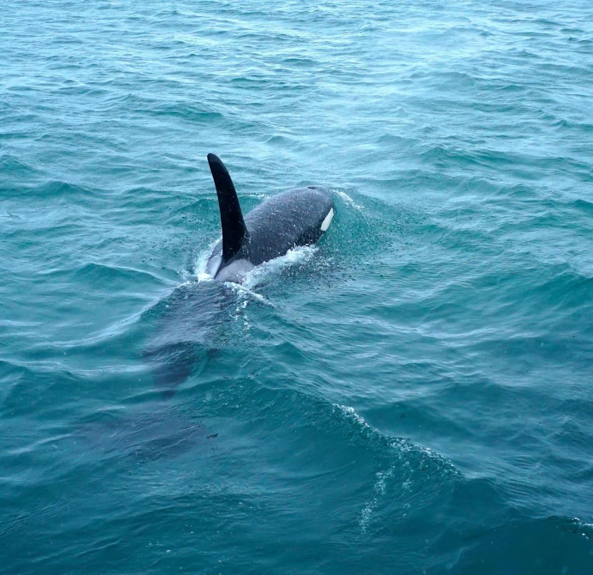 Fire dager hval safari | Northern Lights | | Norway