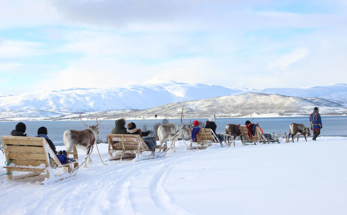 Reindeer Feeding, Sami Culture and Short Reindeer Sledding | Sami ...