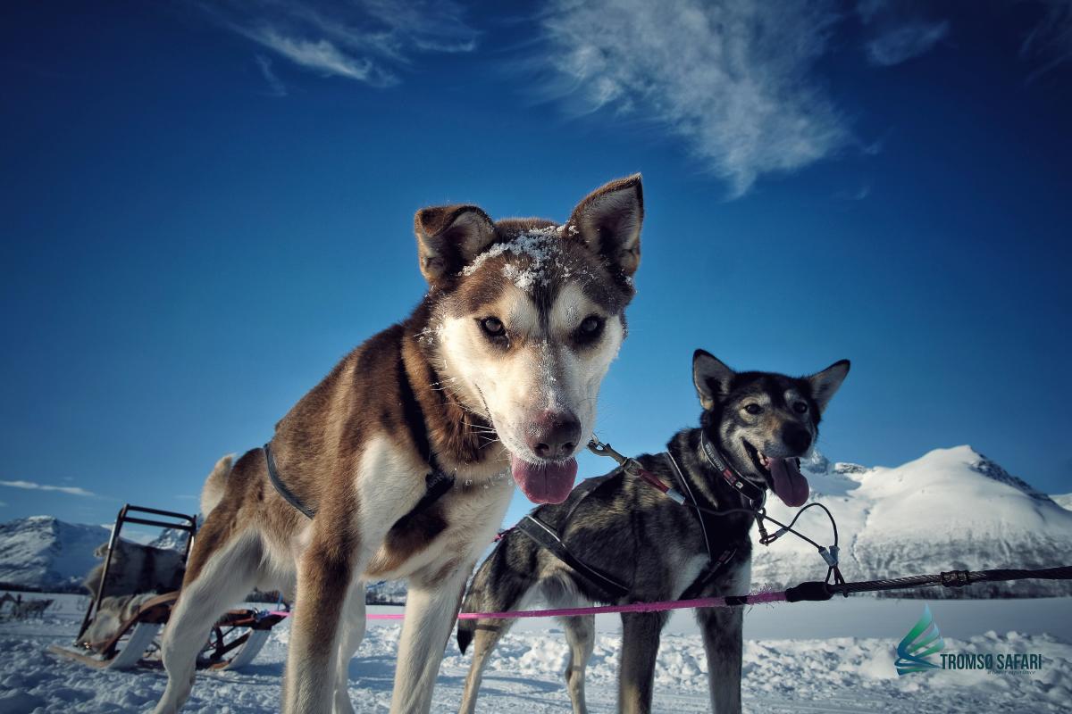 Husky Safari with Harkinn Husky - Morning | Riding & Sledging | | Norway