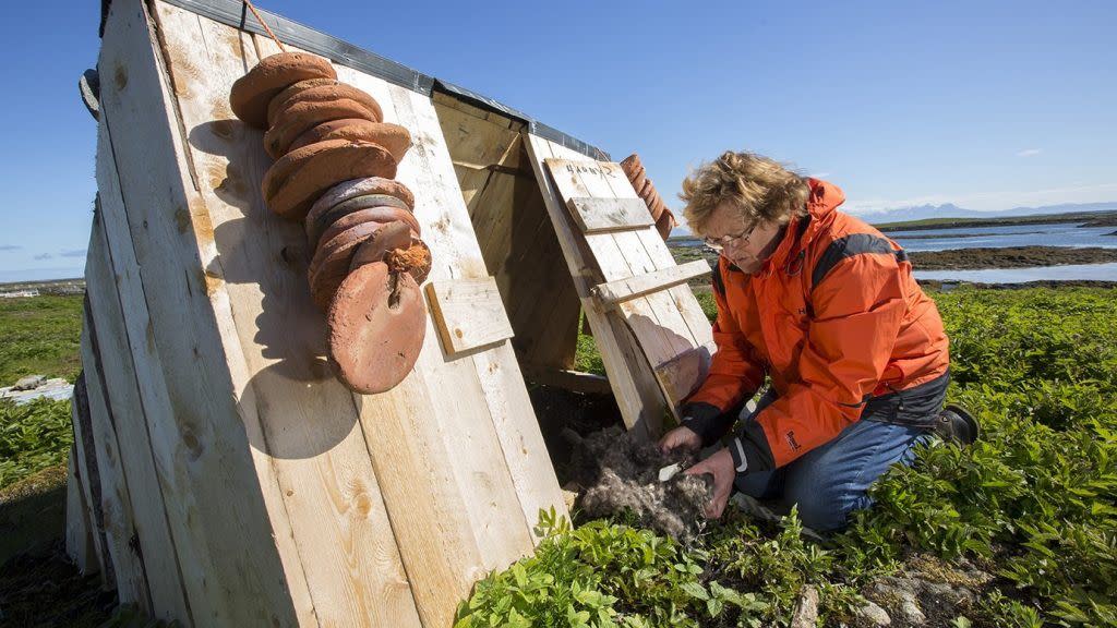 Eider ducks, luxurious down and the bird guardians of Lånan | Nature ...