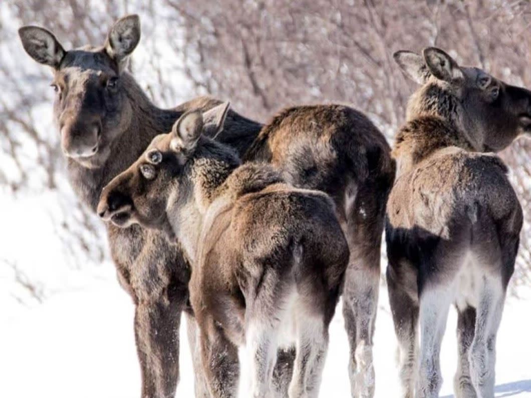 Wild Moose Safari