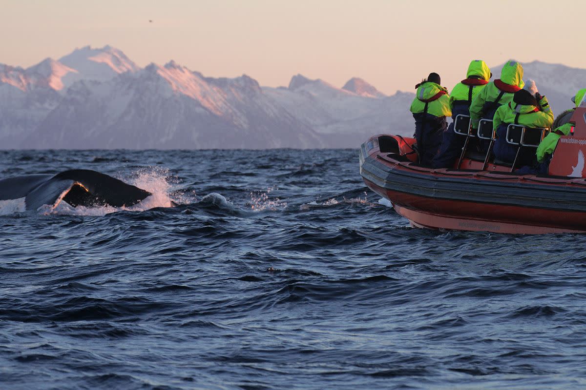 Spekkhoggersafari fra Skjervøy i Nord-Troms - Lofoten Opplevelser ...