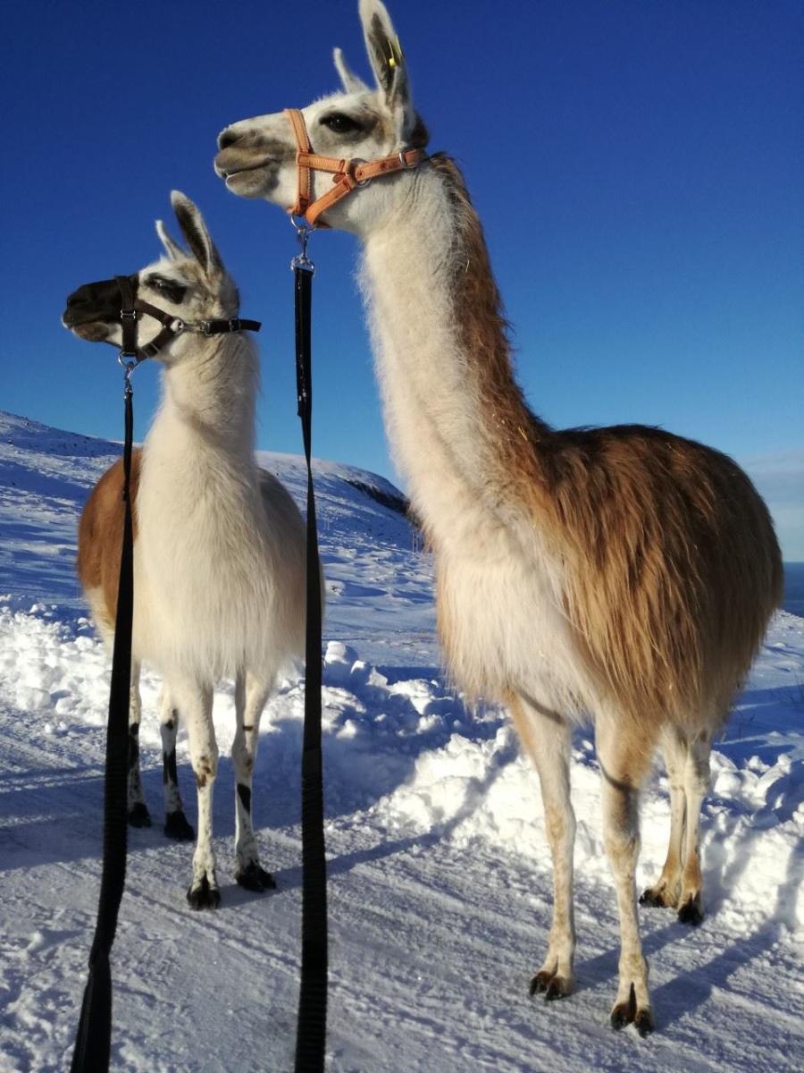 Hike with a lama | Farm Activities | Stadlandet | Norway