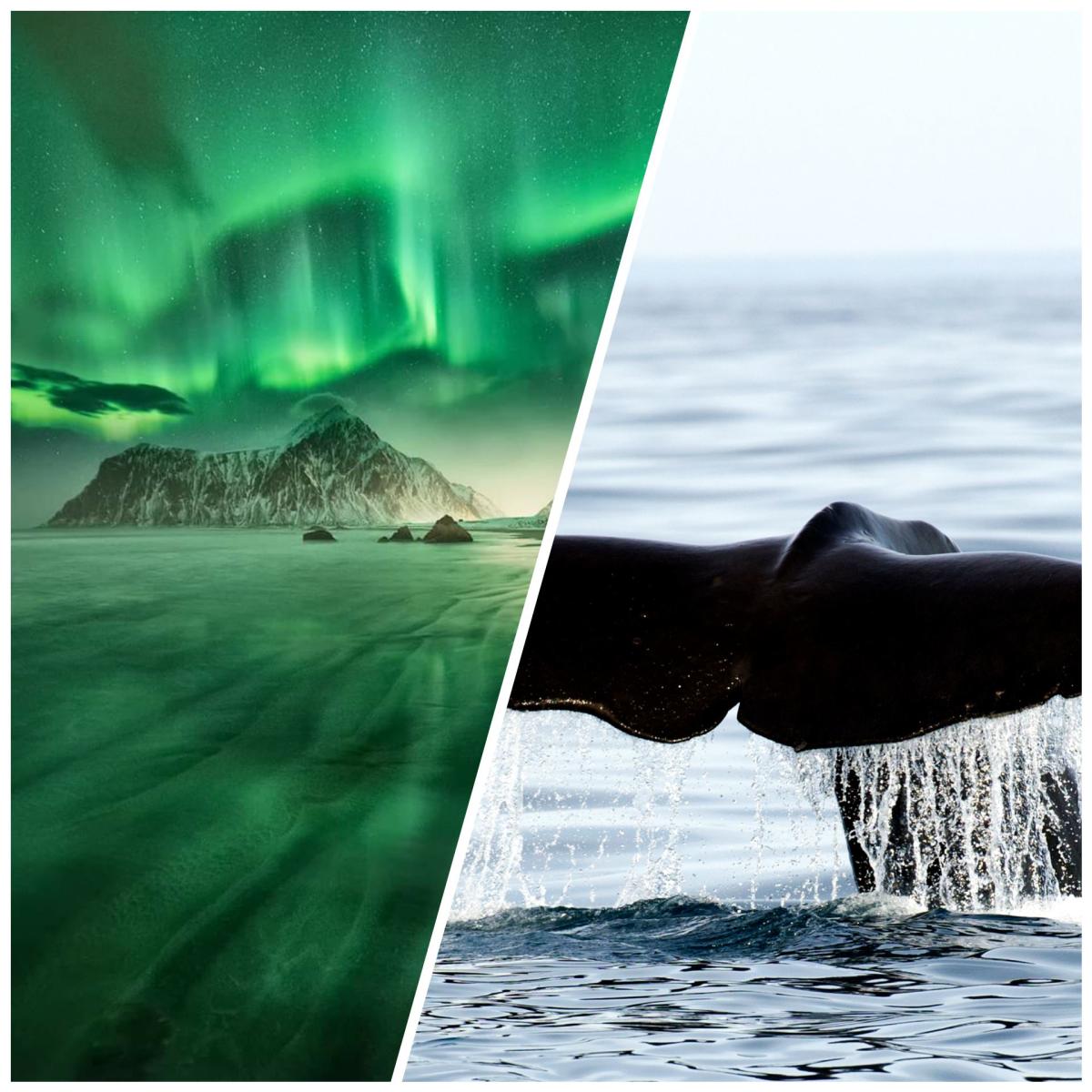 4 dagers safari med nordlys og hval | Winter Without Skis | | Norway