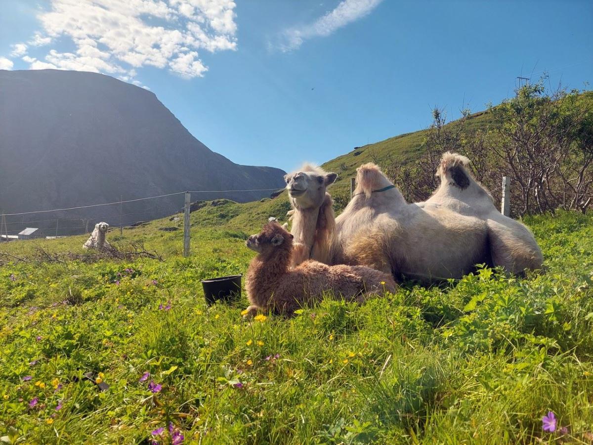 Arktisk Kamelsafari | Wildlife & Safaris | Akkarfjord | Norway