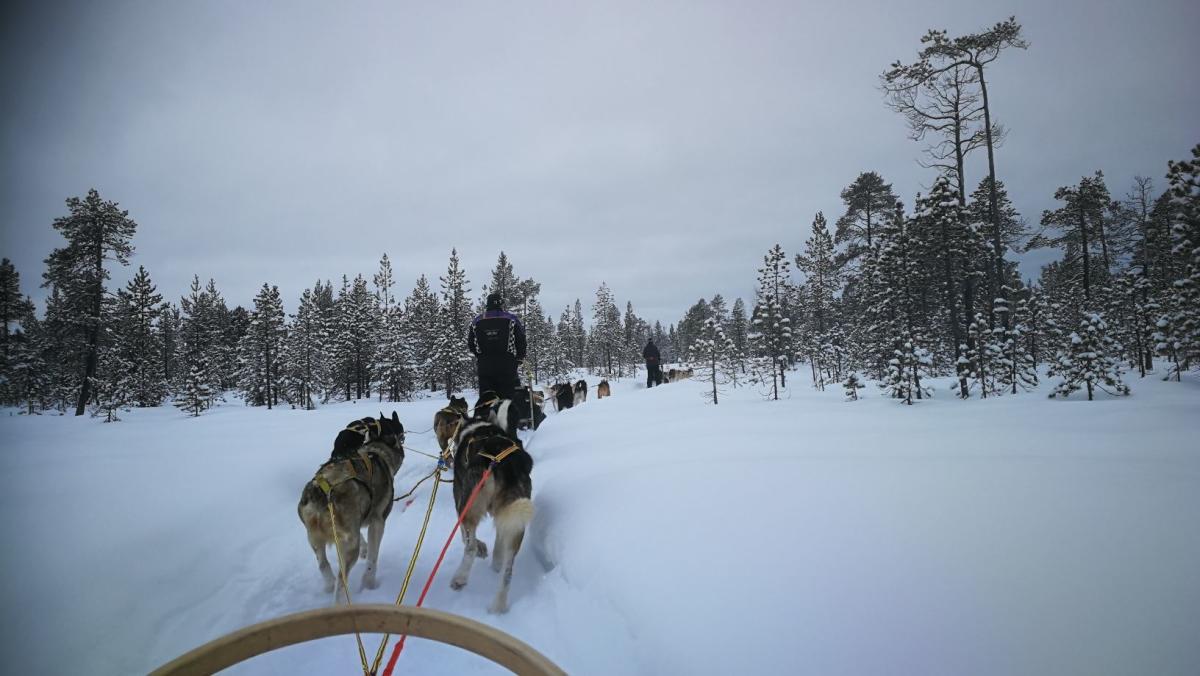 3 day husky tour in Pasvik valley - Birk Husky | Northern Lights ...