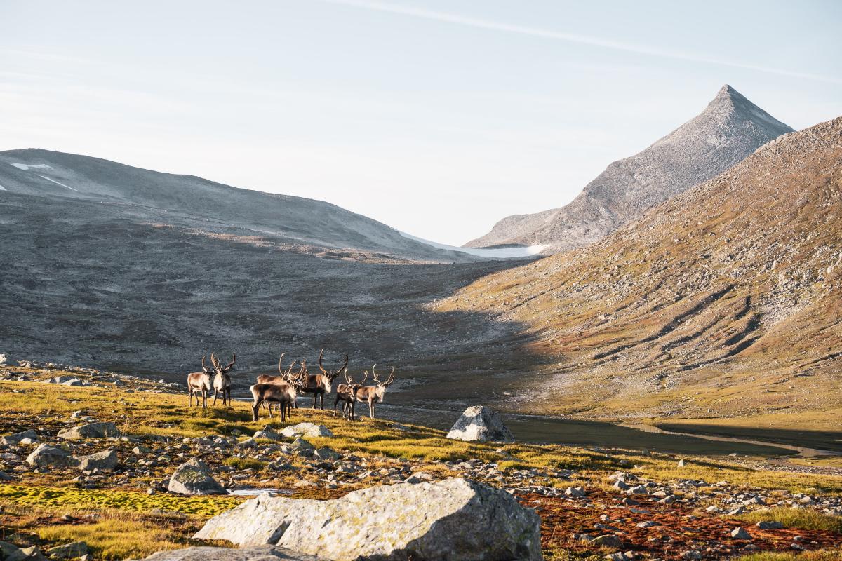 Saltfjellet-Svartisen National Park | Buildings & Monuments | Røkland ...