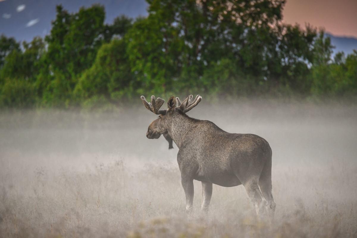 Moose safari - Vesterålen Tours