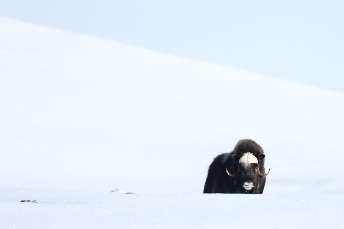 Muskox Safari Winter | Dovre og Lesja Aktiv | Hiking | Hjerkinn | Norway