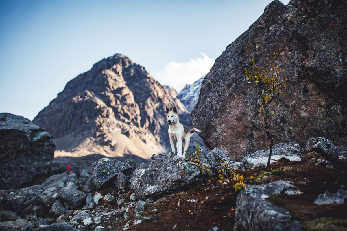 Husky hike in Tamok valley | Hiking | Lyngseidet | Norway