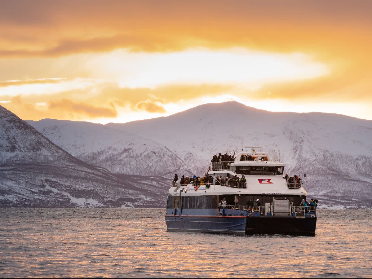 Hval og arktisk safari | Wildlife & Safaris | Tromsø | Norway