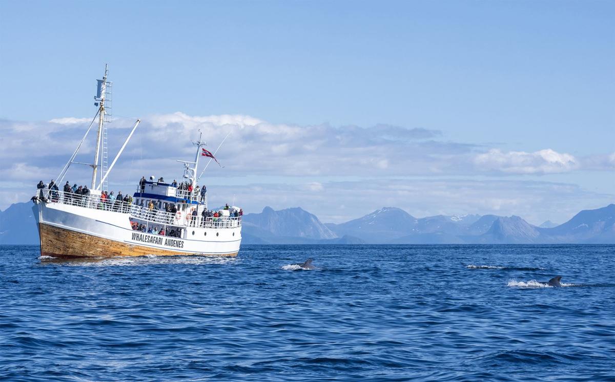 Hvalsafari stor tradisjonell båt - Andenes | Wildlife & Safaris ...