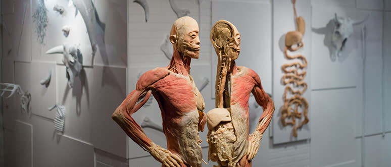 Real Bodies at Horseshoe Las Vegas | Las Vegas, NV