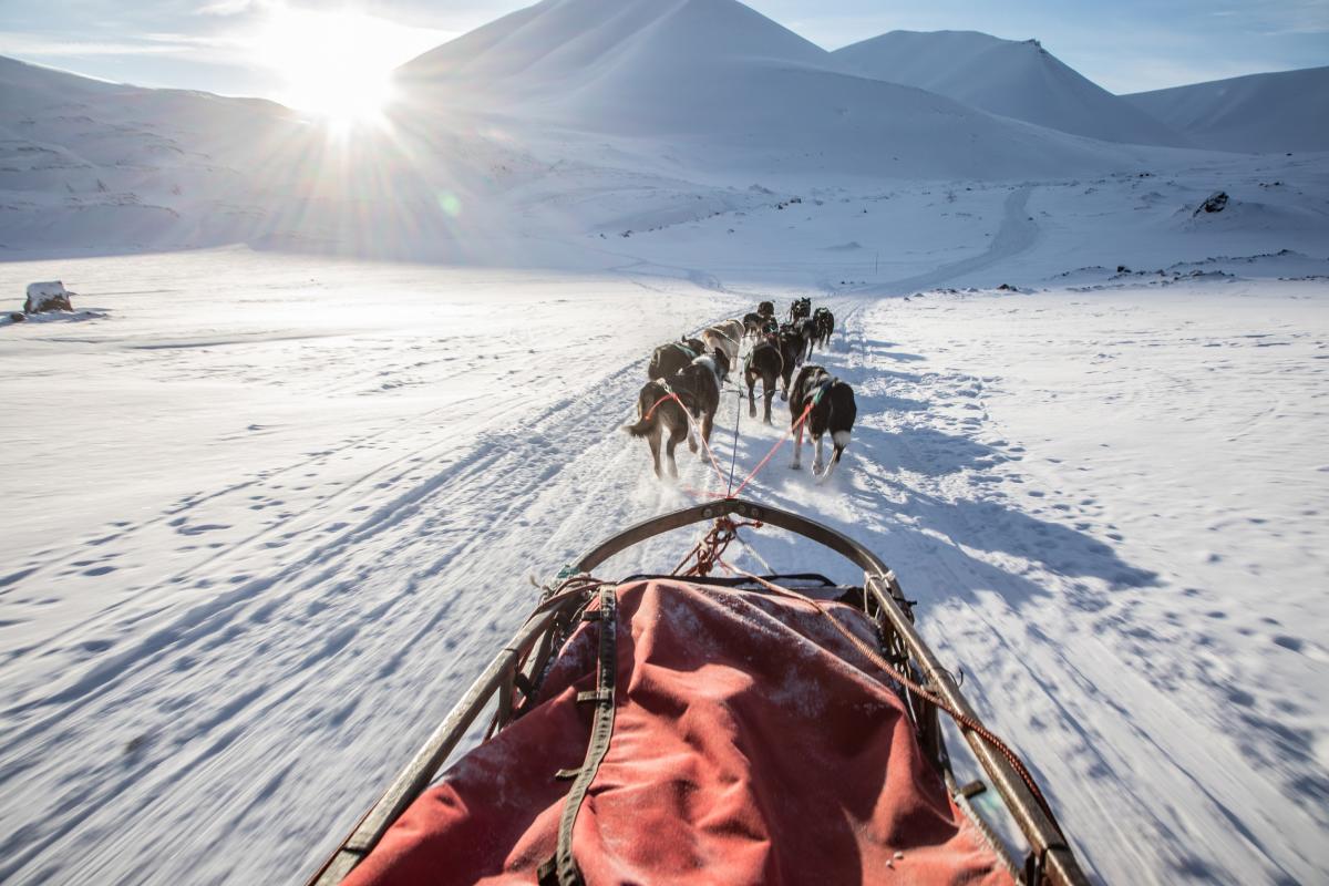 Explore the Arctic with your own dog team - Arctic Husky Travellers ...