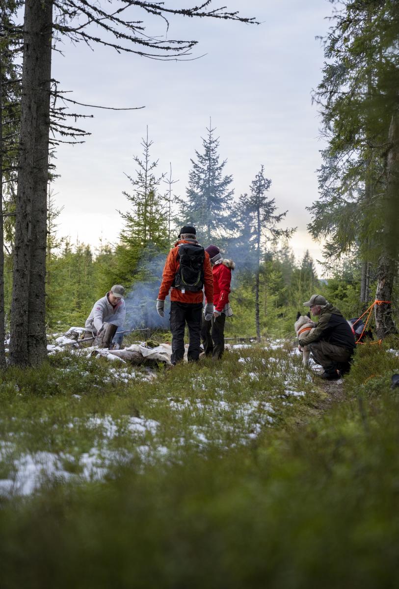Moose safari in Finnskogen - the Finnforest - by foot | Wildlife ...