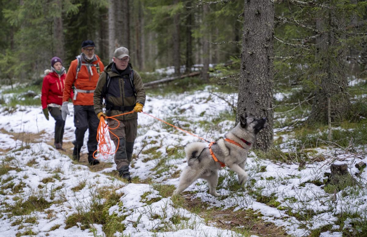 Moose safari in Finnskogen - the Finnforest - by foot | Wildlife ...