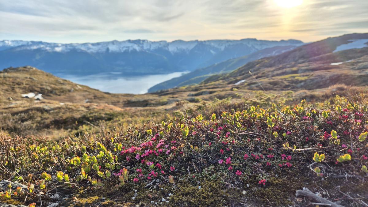 Hike to Mælen, Leikanger | Hiking | Leikanger | Norway