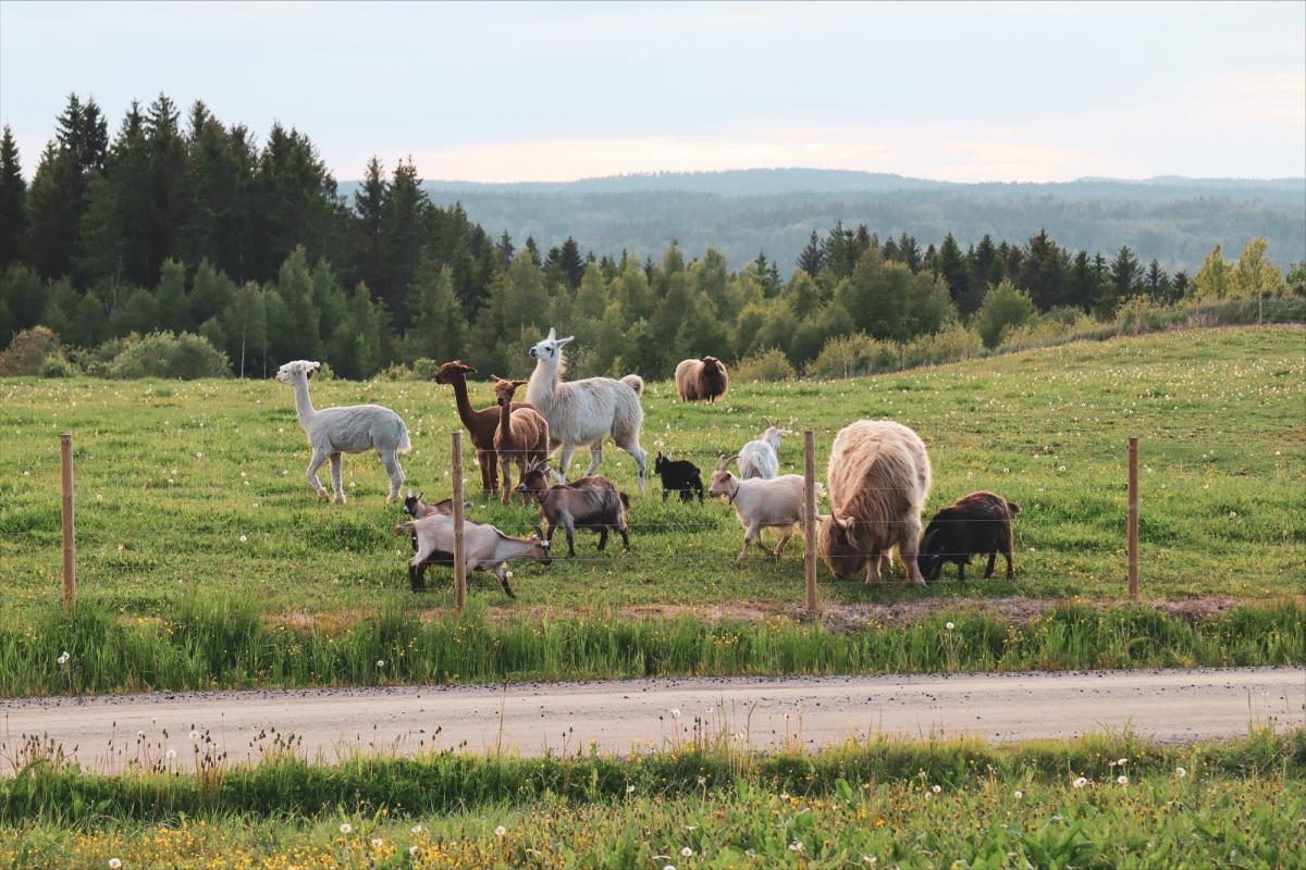 Lillerud animalfarm | Family Activities | Eidsberg | Norway