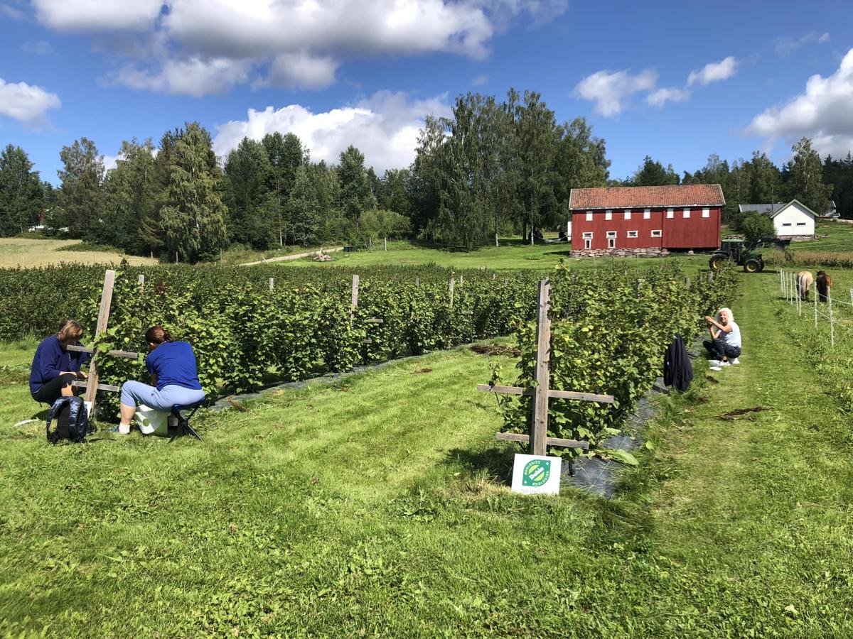 Sjue gård | Grocery | Hof | Norway