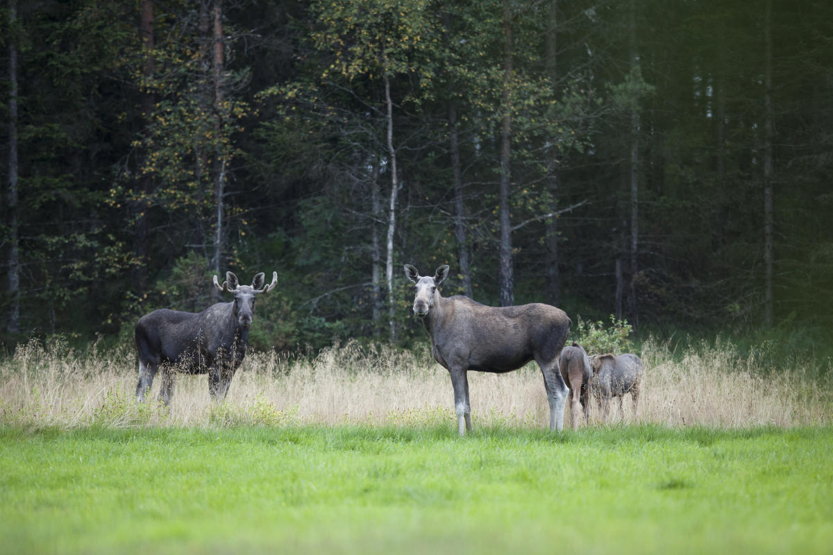 Elandsafari - Adventure Norway | Wildlife & Safaris | Bjelland | Norway
