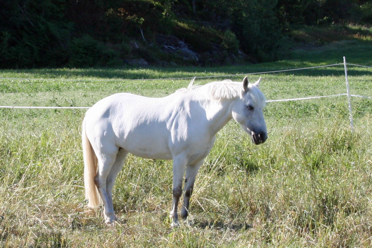 Stall Siring | Family Activities | Arendal | Norway